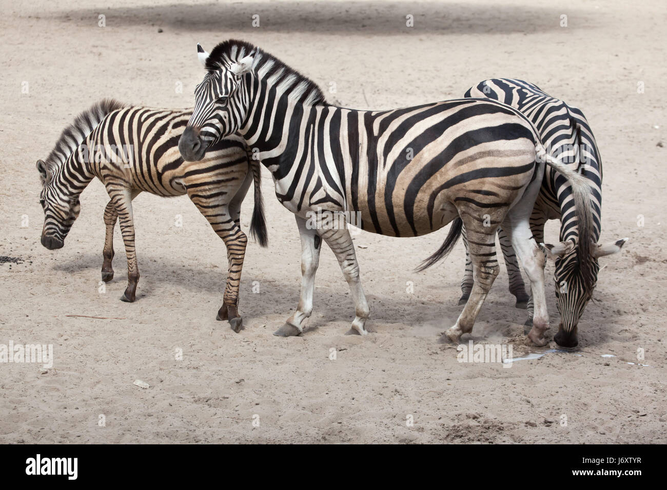Chapman's zebra (Equus quagga chapmani) at La Palmyre Zoo (Zoo de La ...