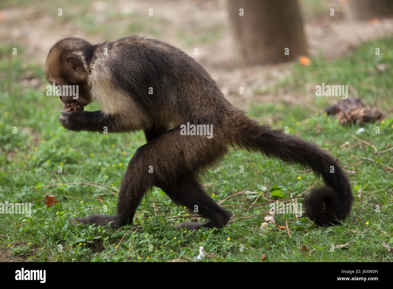 Golden-bellied capuchin (Sapajus xanthosternos), also known as the ...