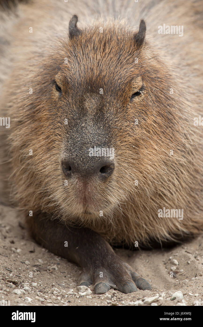 Capybara rainforest brazil hi-res stock photography and images - Alamy