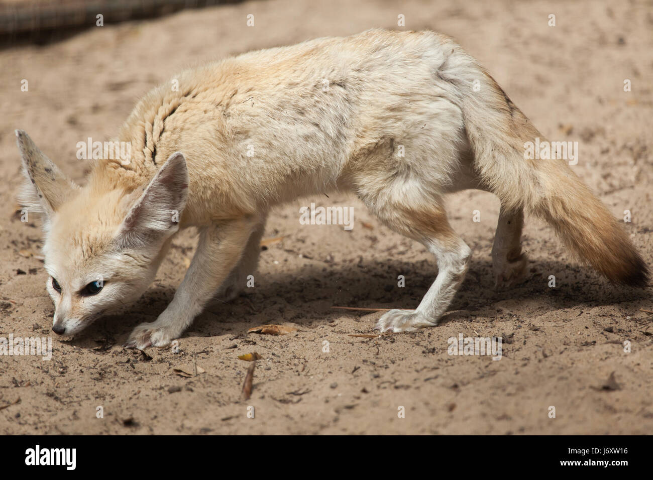 Vulpes zerda arabian hi-res stock photography and images - Alamy