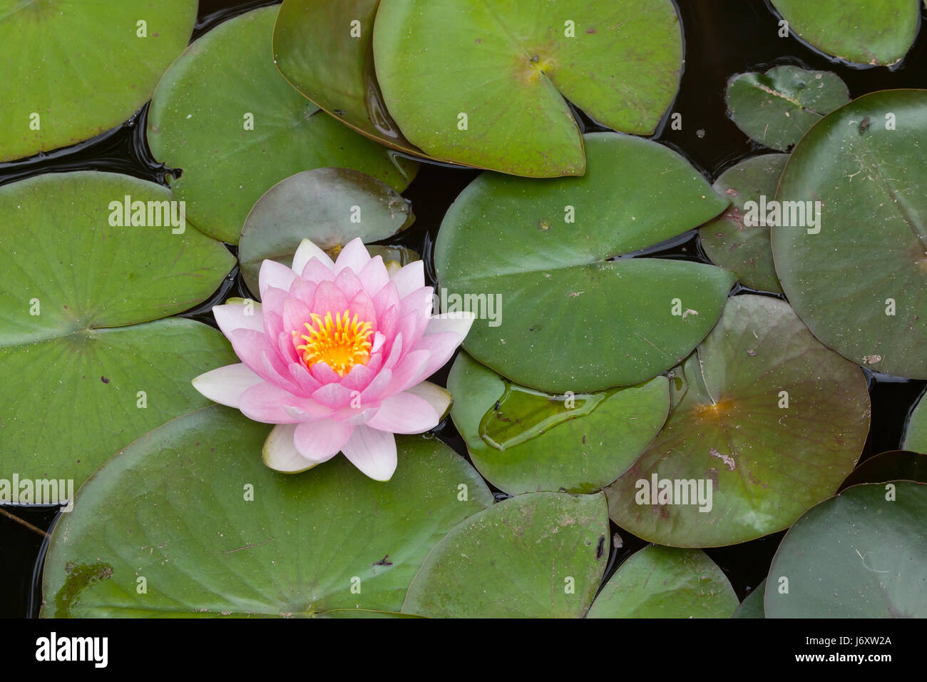 Star lotus (Nymphaea nouchali), also known as the white water lily ...
