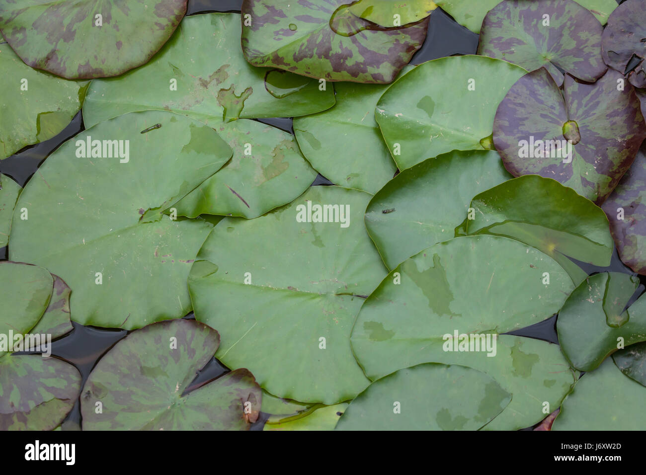 Star lotus (Nymphaea nouchali), also known as the white water lily ...