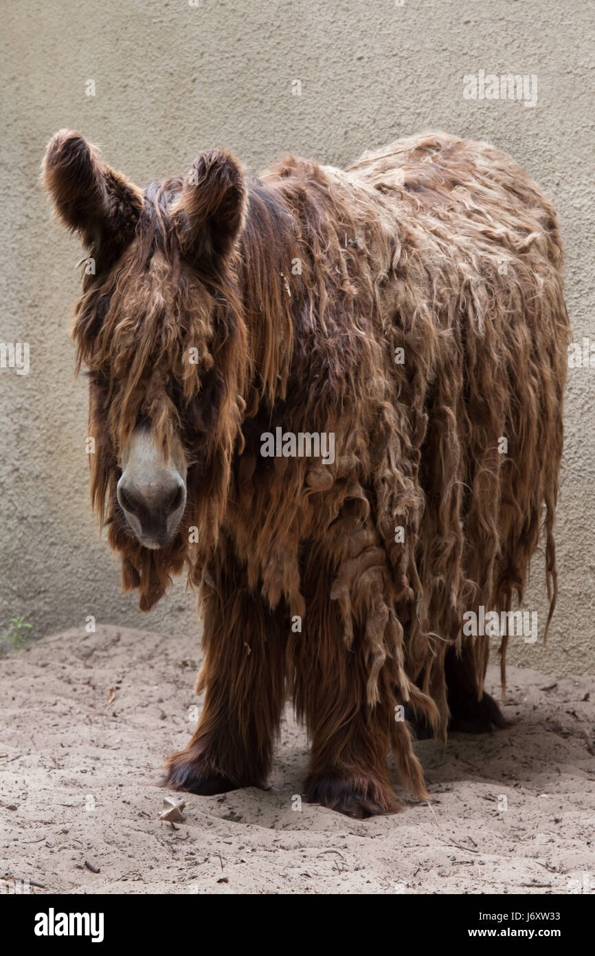 Poitou donkey (Equus asinus), also known as the Poitevin donkey Stock ...