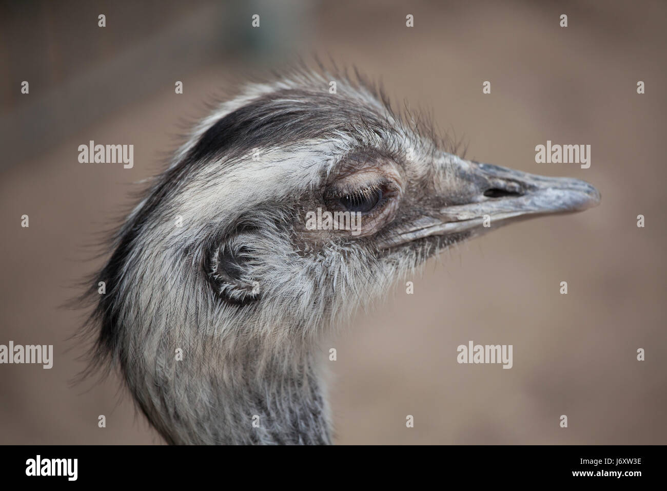 Greater rhea (Rhea americana), also known as the common rhea Stock ...