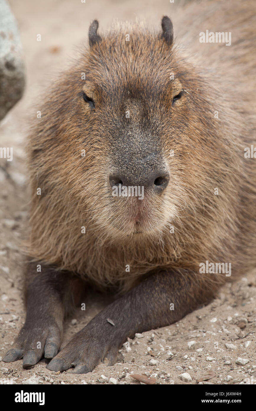 Capybara (hydrochoerus hydrochaeris). hi-res stock photography and ...
