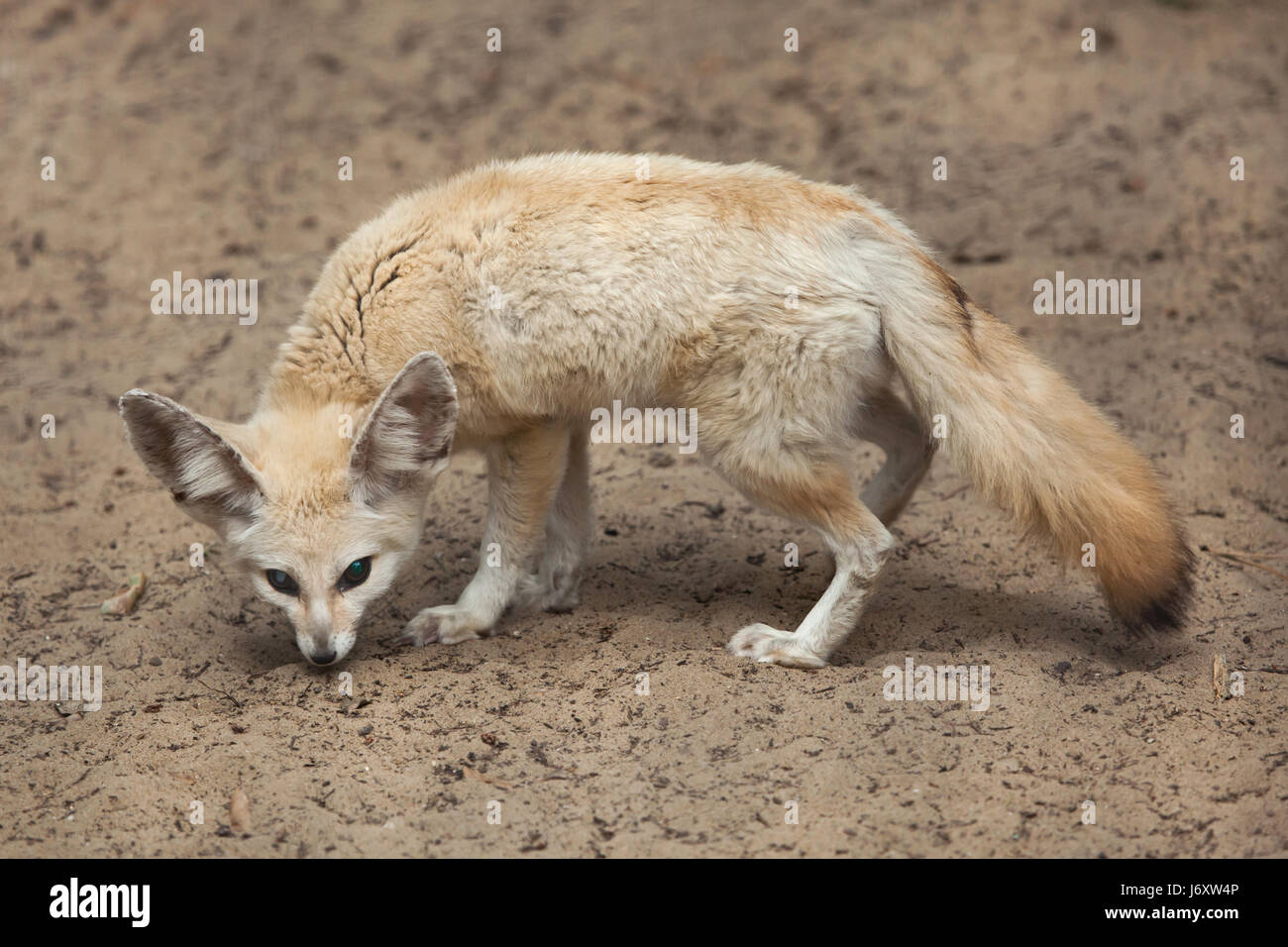 Fennec fox (Vulpes zerda). Wildlife animal Stock Photo - Alamy