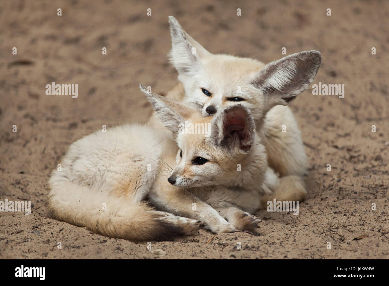 Fennec foxes (Vulpes zerda). Wildlife animal Stock Photo - Alamy