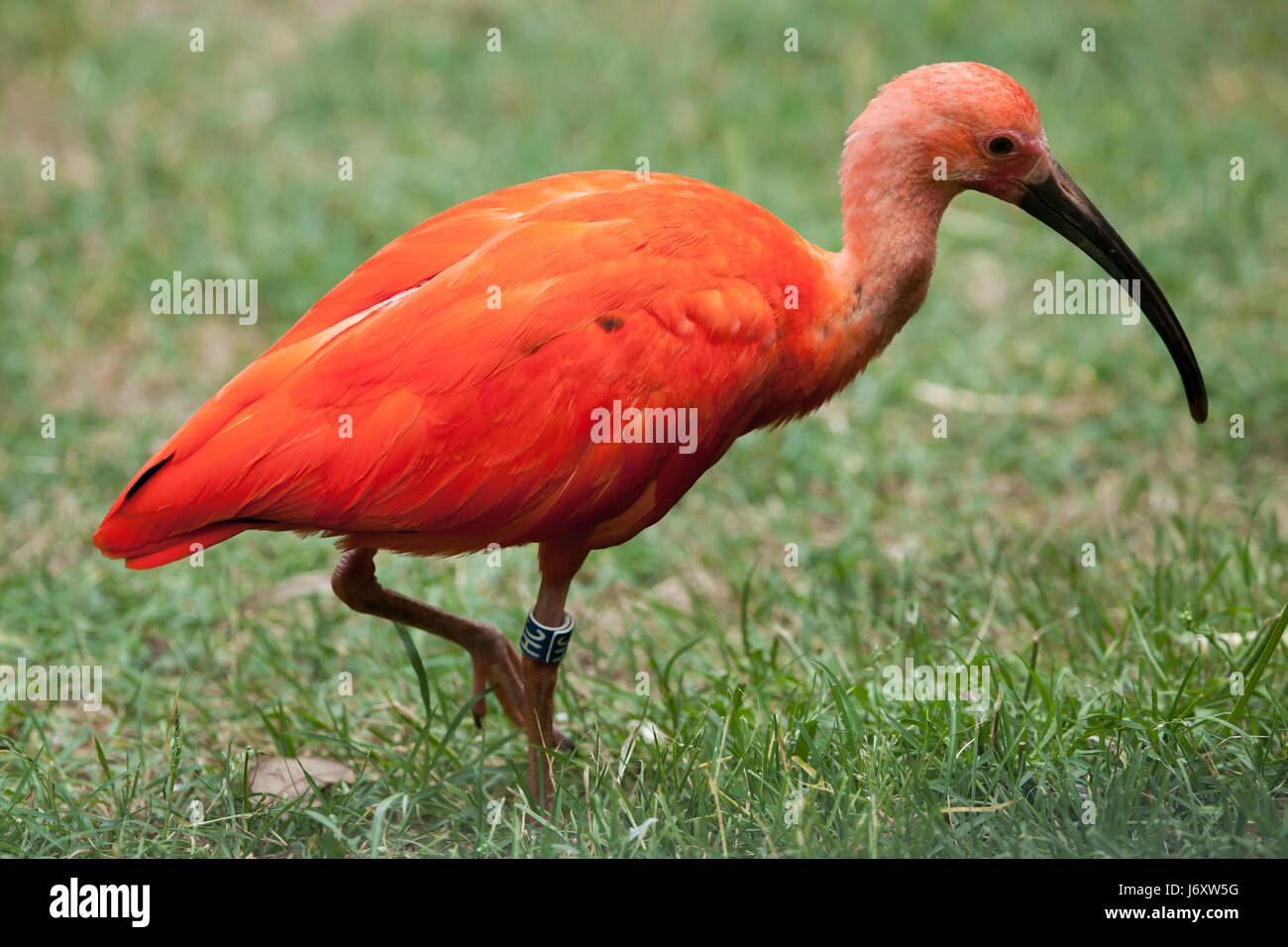 Scarlet ibis (Eudocimus ruber). Wildlife animal Stock Photo - Alamy