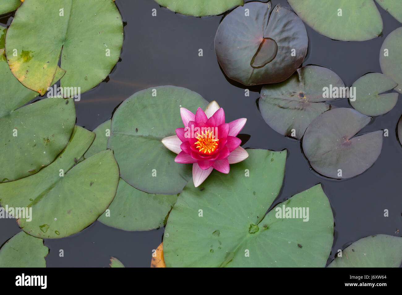 Star lotus (Nymphaea nouchali), also known as the white water lily ...