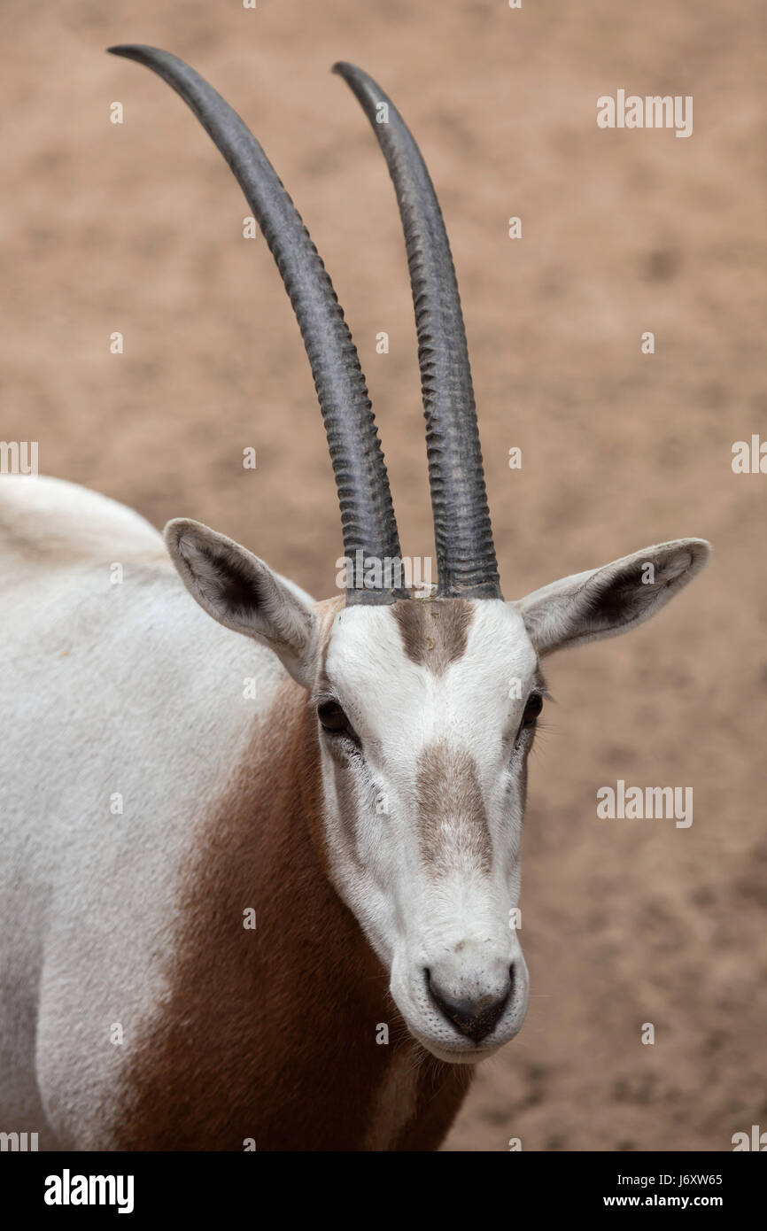 Scimitar oryx (Oryx dammah), also known as the Sahara oryx or scimitar ...