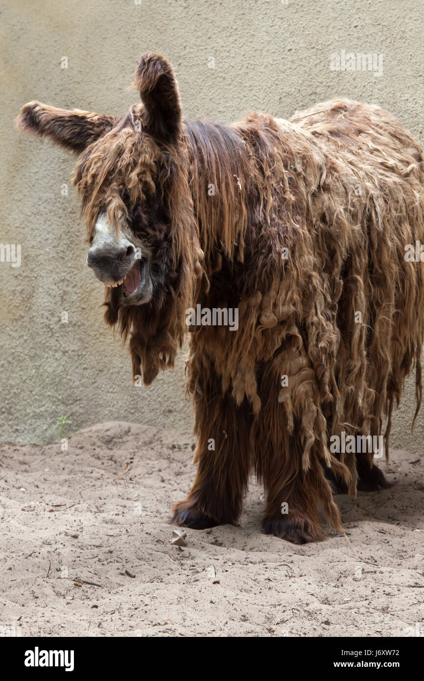 Poitou donkey (Equus asinus), also known as the Poitevin donkey Stock ...