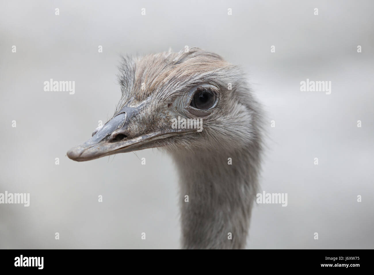 Greater rhea (Rhea americana), also known as the common rhea Stock ...