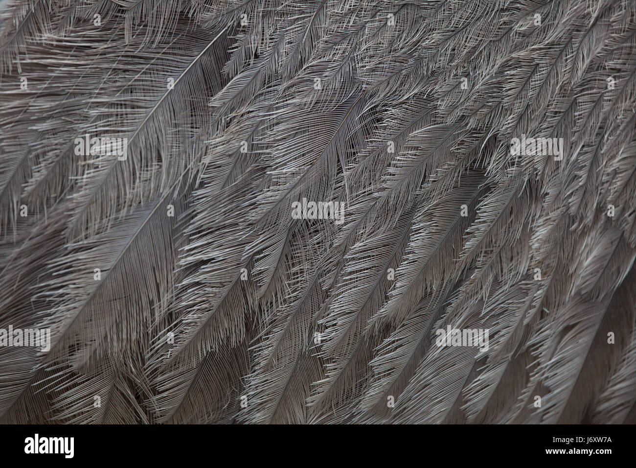 Greater rhea (Rhea americana), also known as the common rhea. Plumage ...