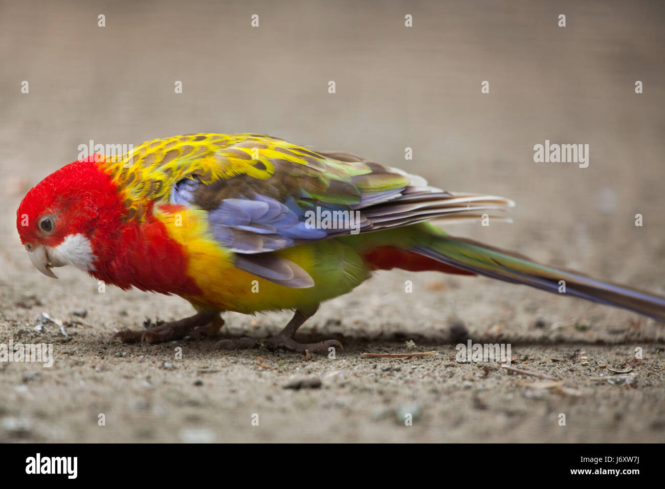Yellow rosella hi-res stock photography and images - Alamy
