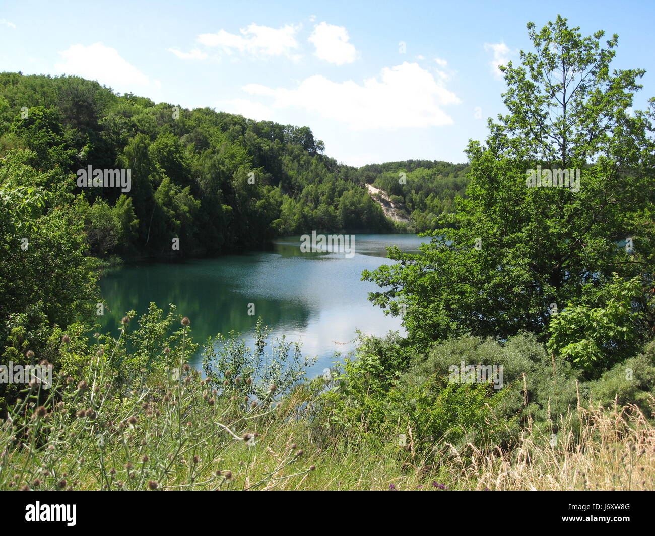 tree trees conservation of nature play of colours water baltic sea salt ...