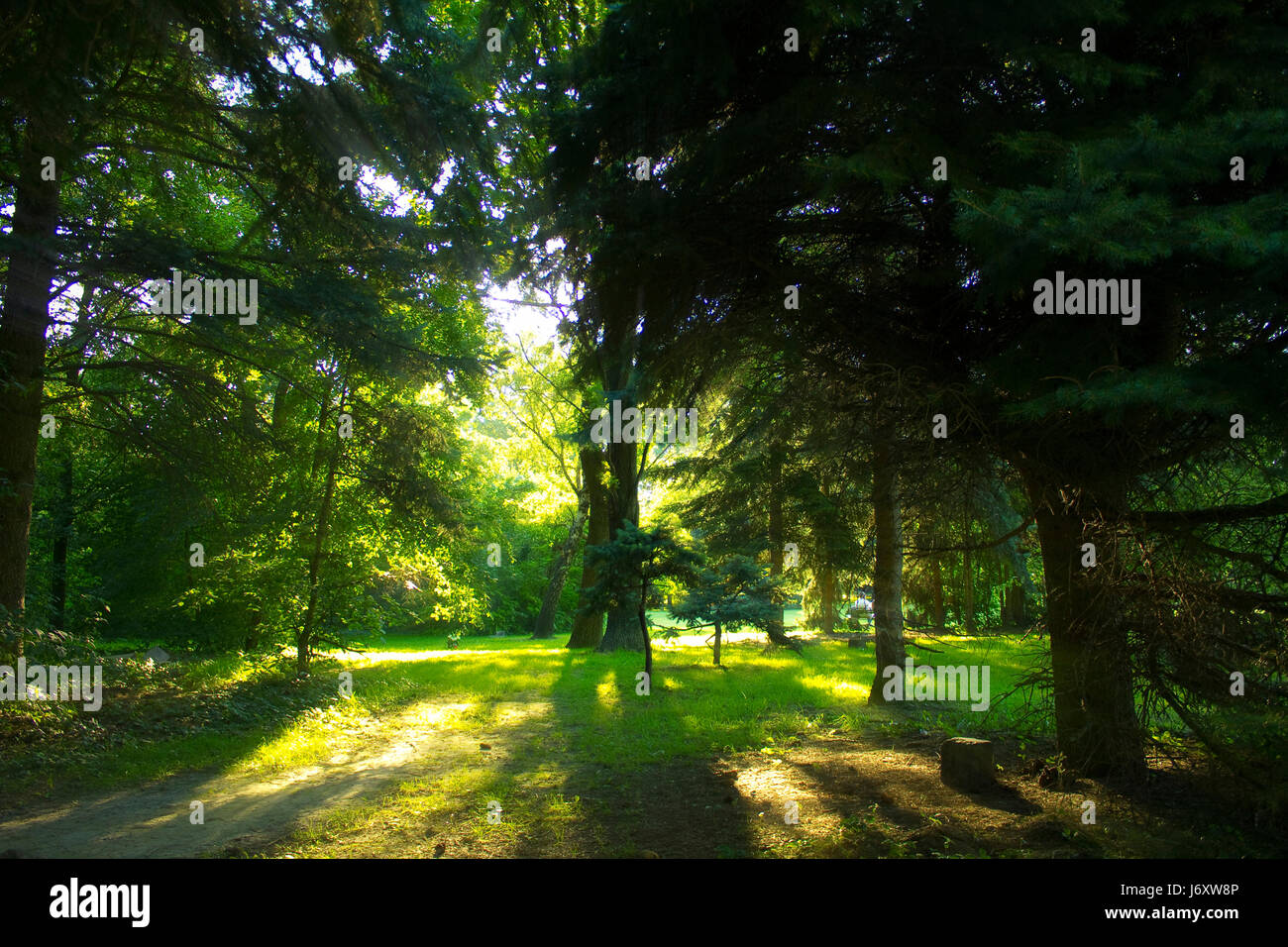 leaf environment enviroment tree trees leaves growth country forest ...