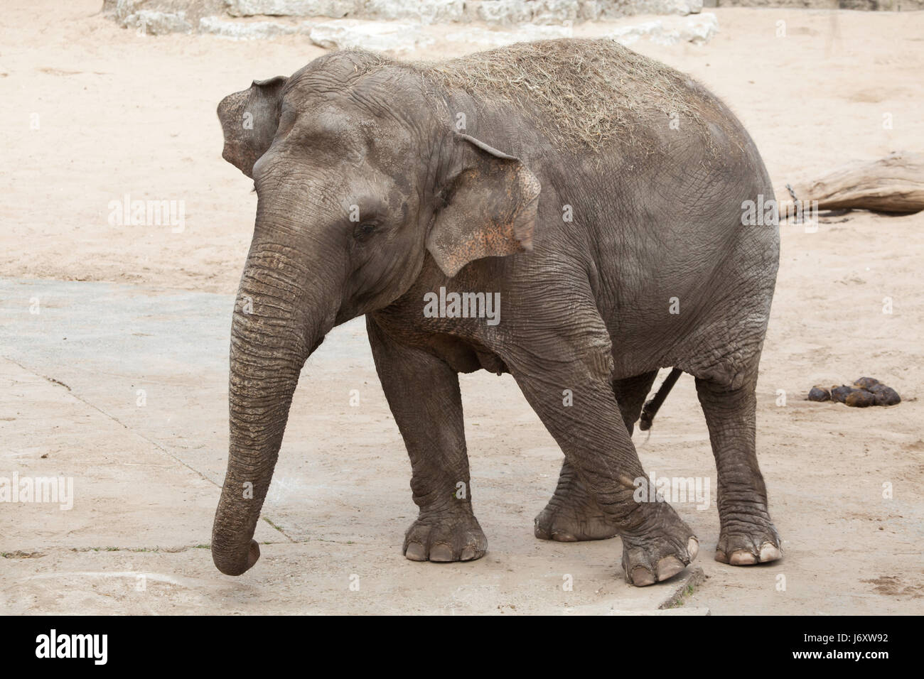 Asian elephant (Elephas maximus). Wildlife animal Stock Photo - Alamy