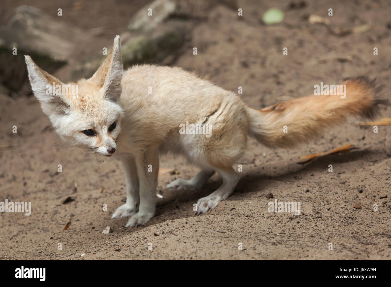 Fennec fox (Vulpes zerda). Wildlife animal Stock Photo - Alamy