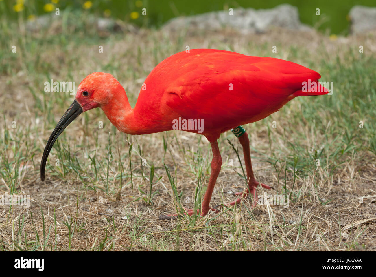 Scarlet ibis (Eudocimus ruber). Wildlife animal Stock Photo - Alamy
