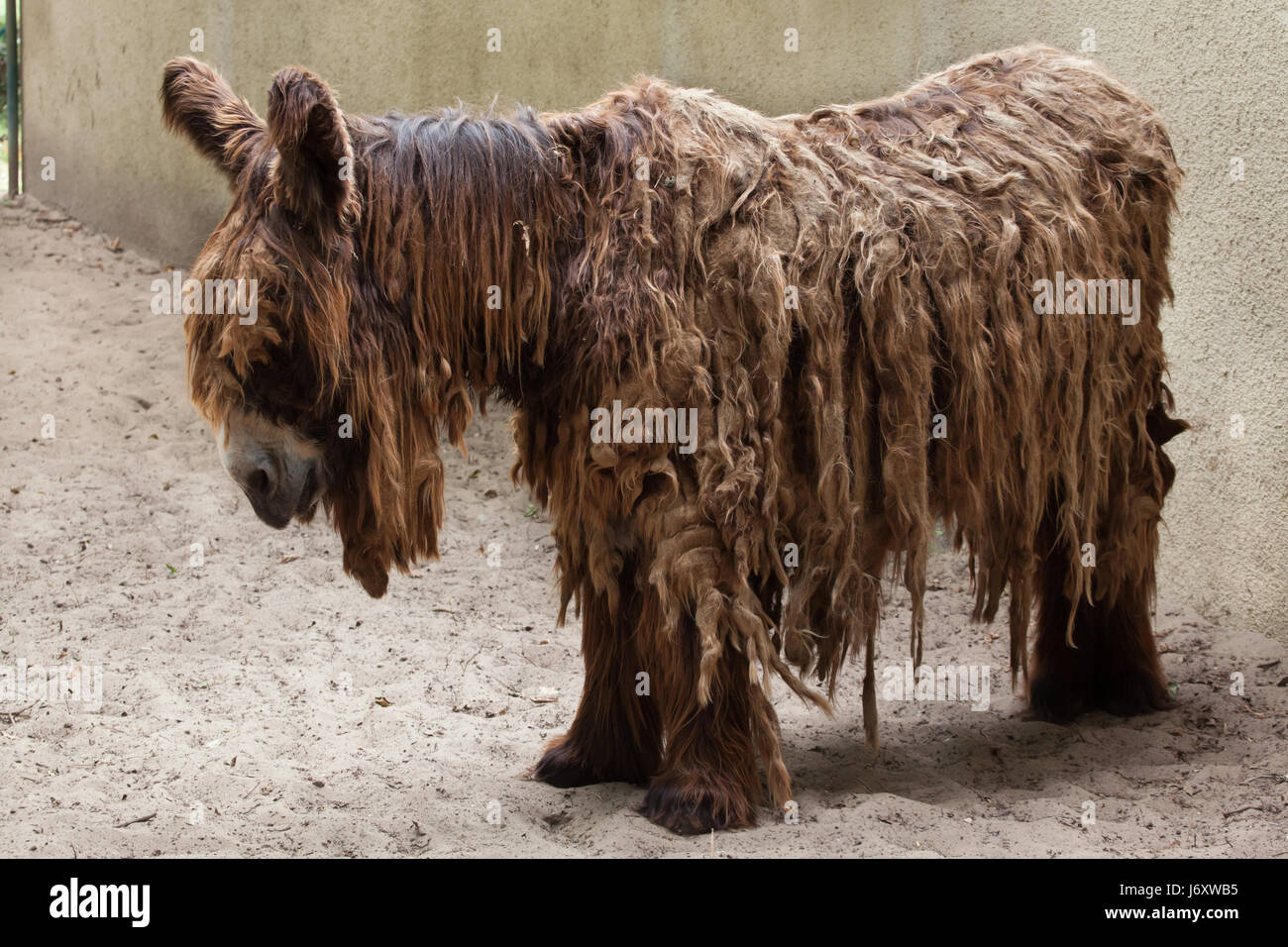 Poitou donkey (Equus asinus), also known as the Poitevin donkey at La ...