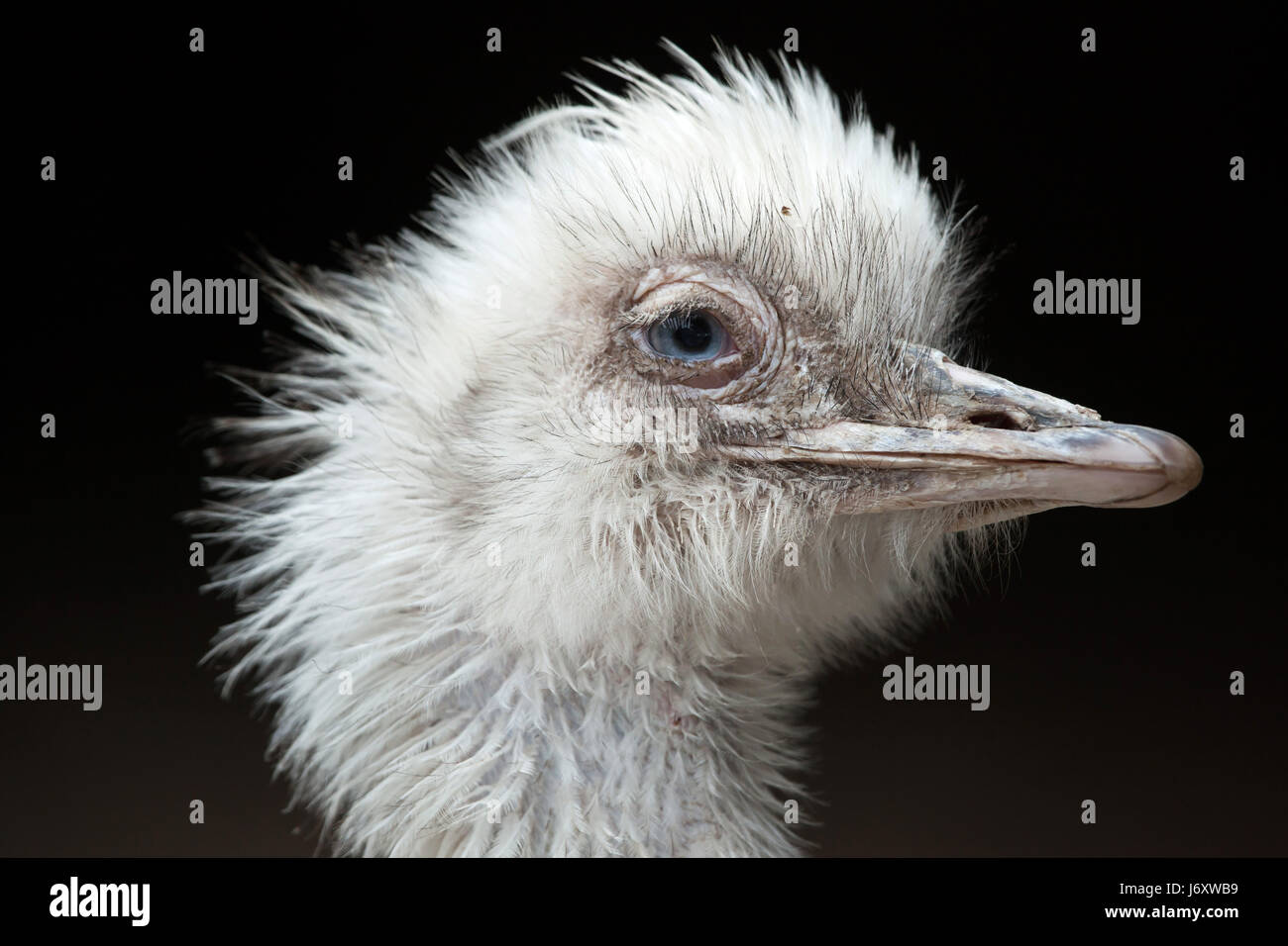 Leucistic animals hi-res stock photography and images - Alamy