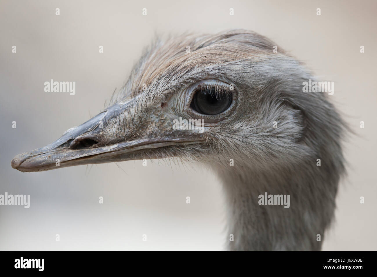 Greater rhea (Rhea americana), also known as the common rhea Stock ...