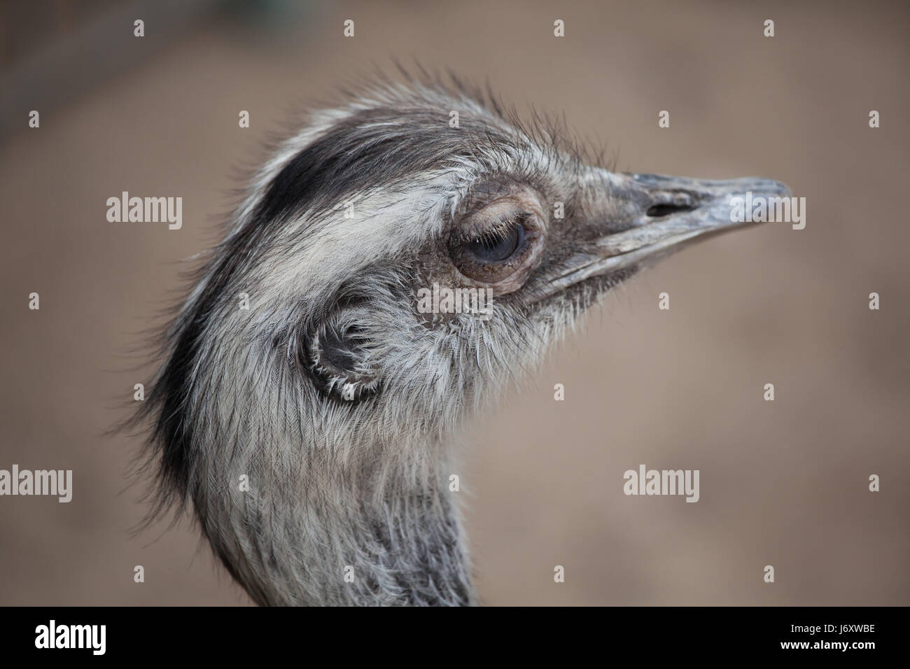 Greater rhea (Rhea americana), also known as the common rhea Stock ...