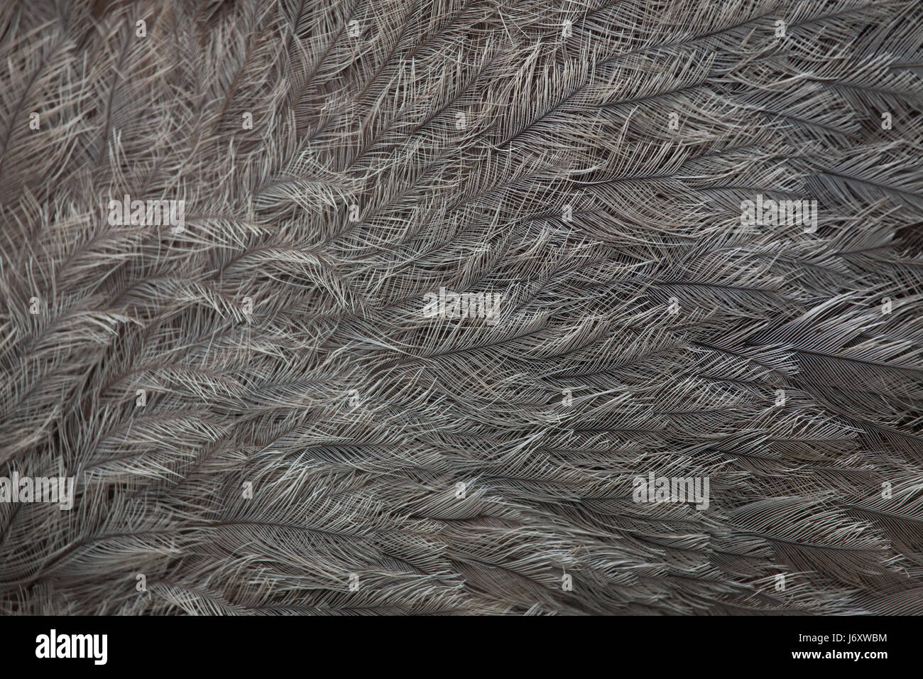 Greater rhea (Rhea americana), also known as the common rhea. Plumage ...