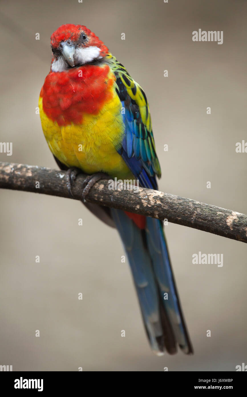Eastern rosella hi-res stock photography and images - Alamy