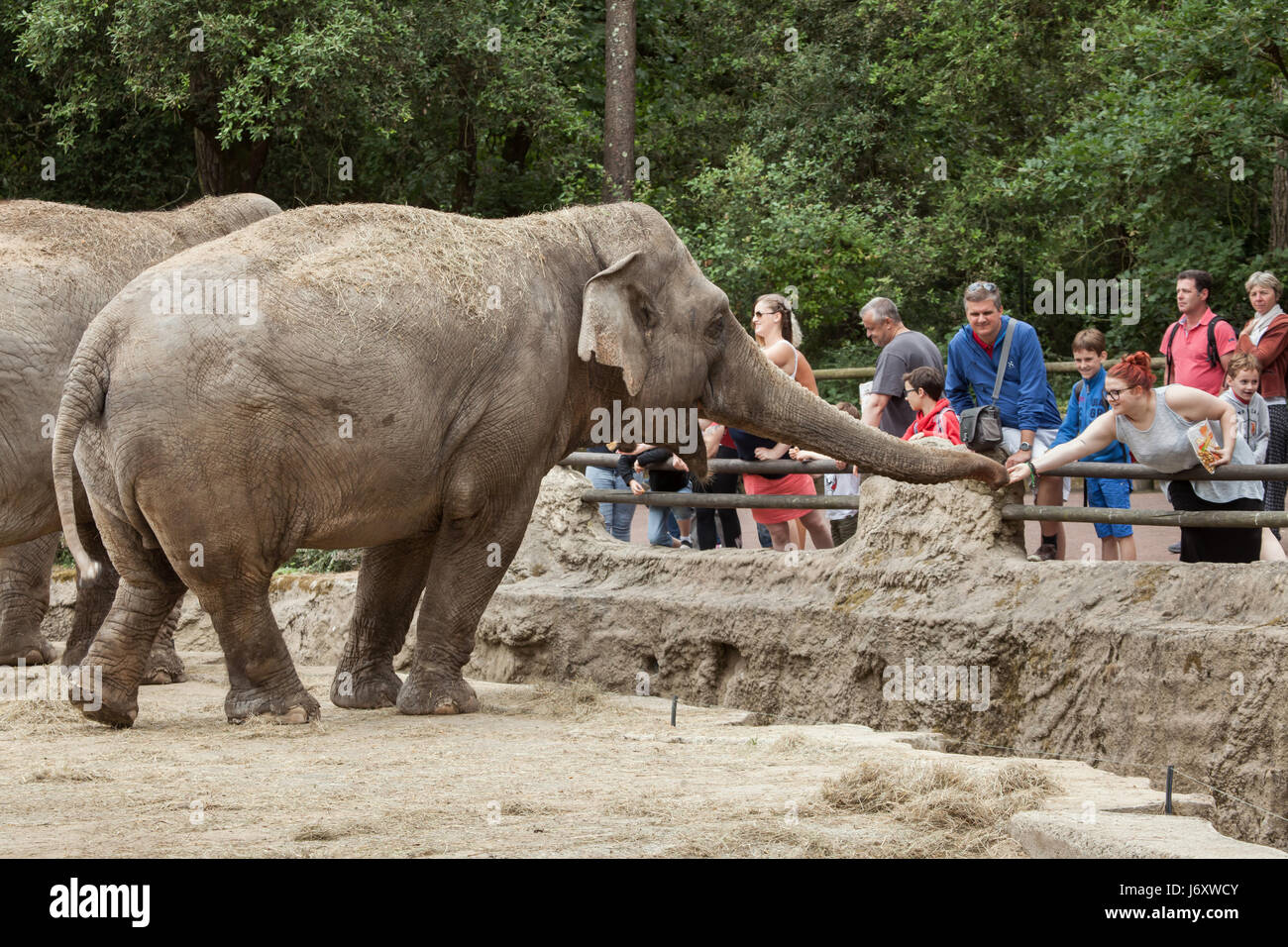 Visitors feeding Asian elephants (Elephas maximus) at La Palmyre Zoo ...