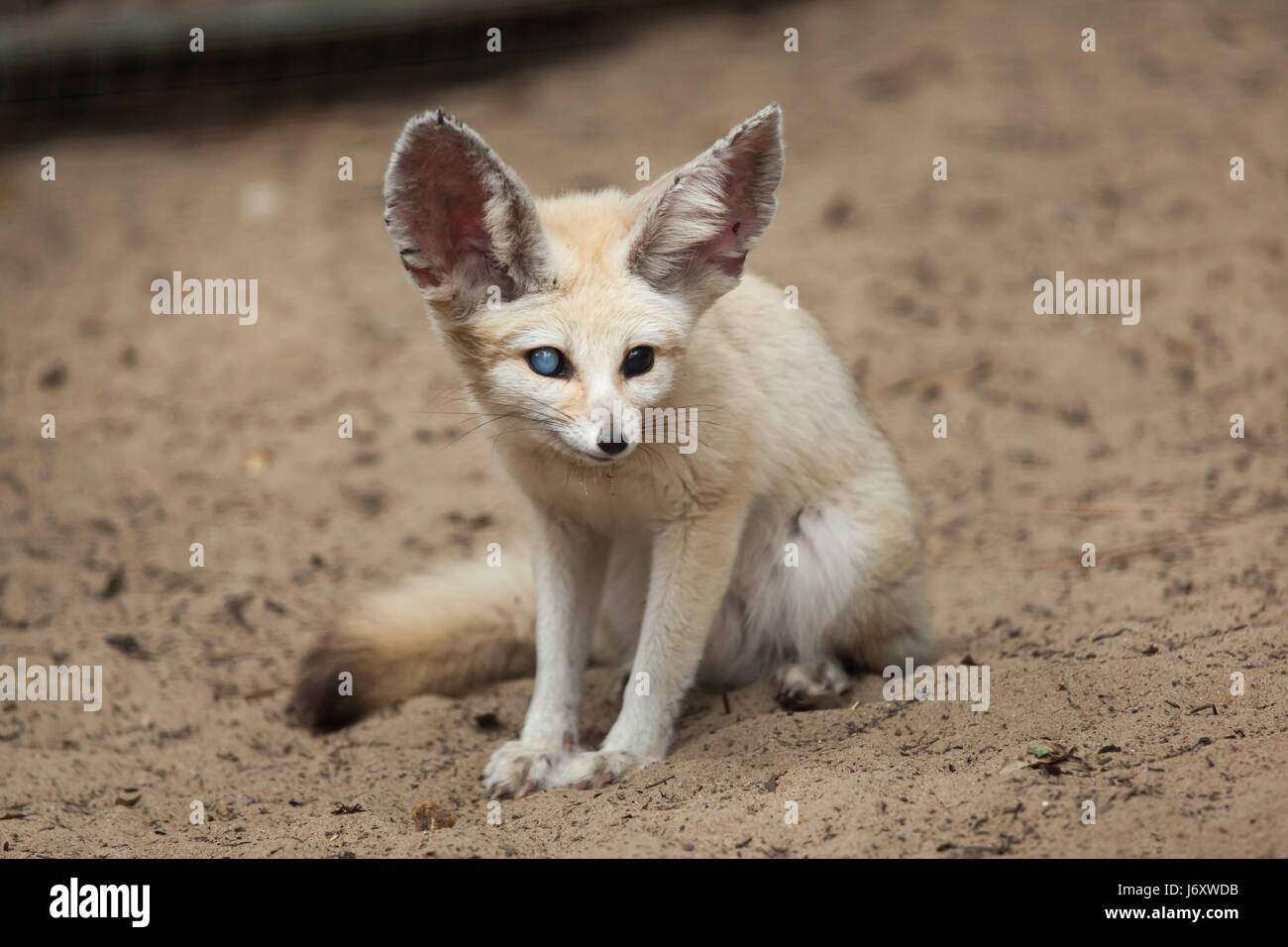 Fennec fox (Vulpes zerda). Wildlife animal Stock Photo - Alamy