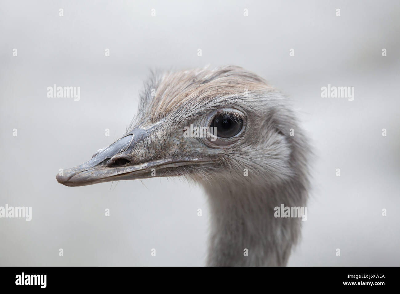 Greater rhea (Rhea americana), also known as the common rhea Stock ...