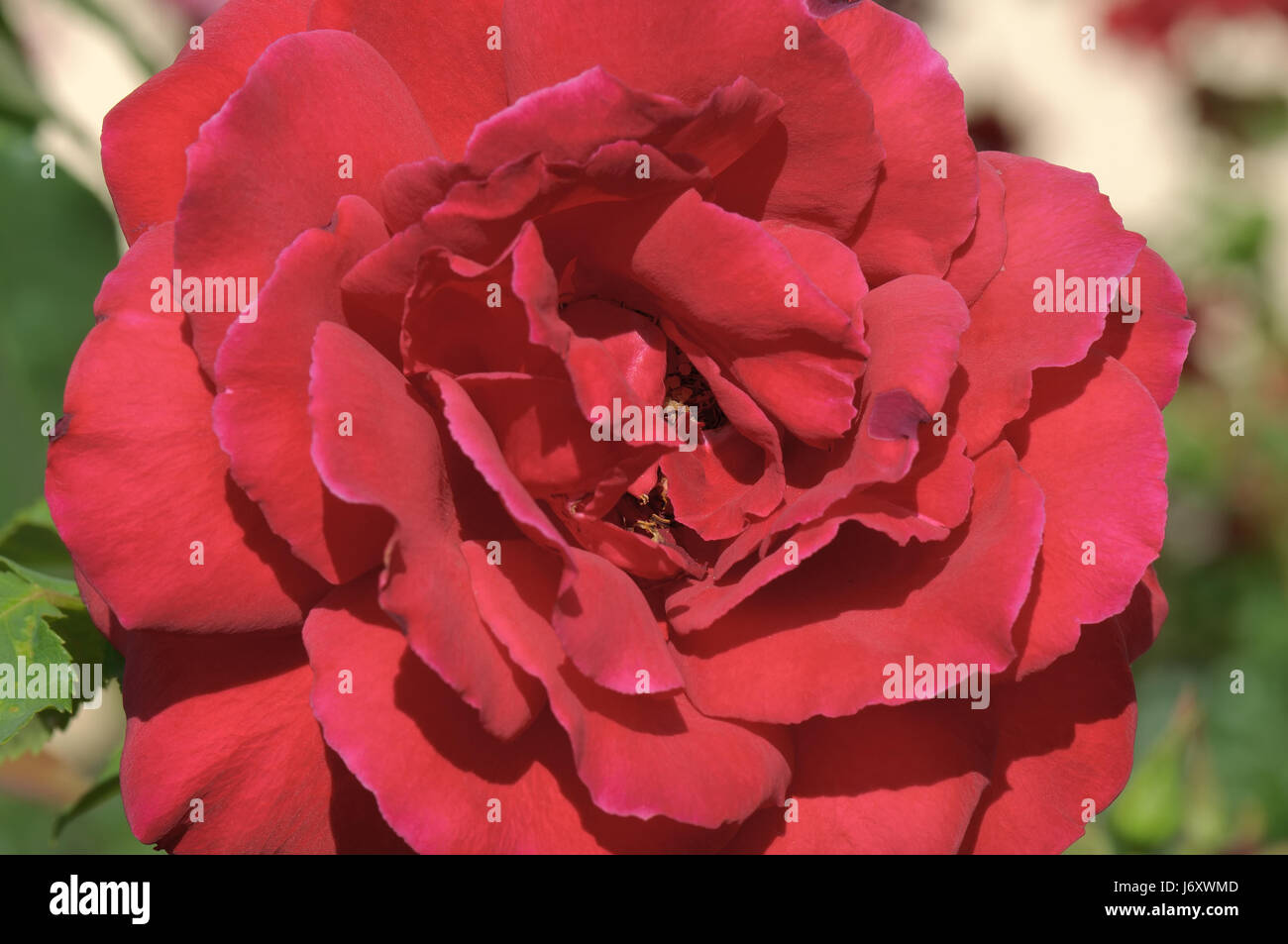 flower rose plant rot leaf macro close-up macro admission close up view ...
