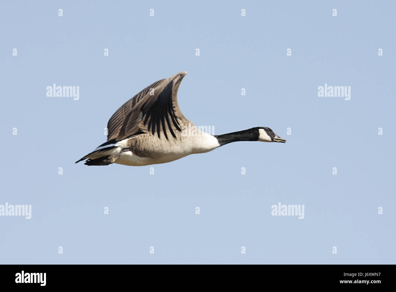 wild birds canada wildlife goose firmament sky fly flies flys flying ...