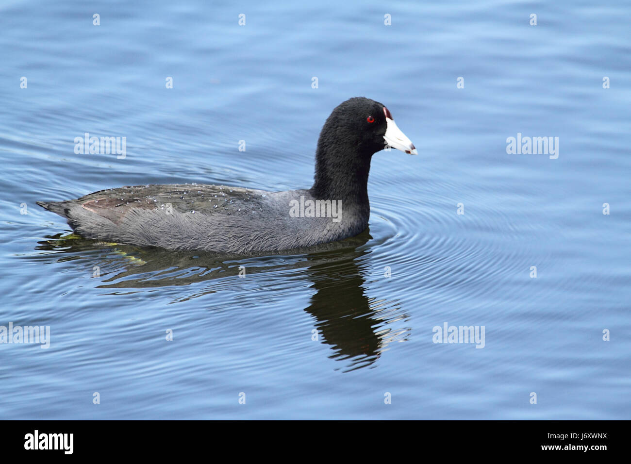 american animal wild rail birds coot nature animal fauna wild swamp ...