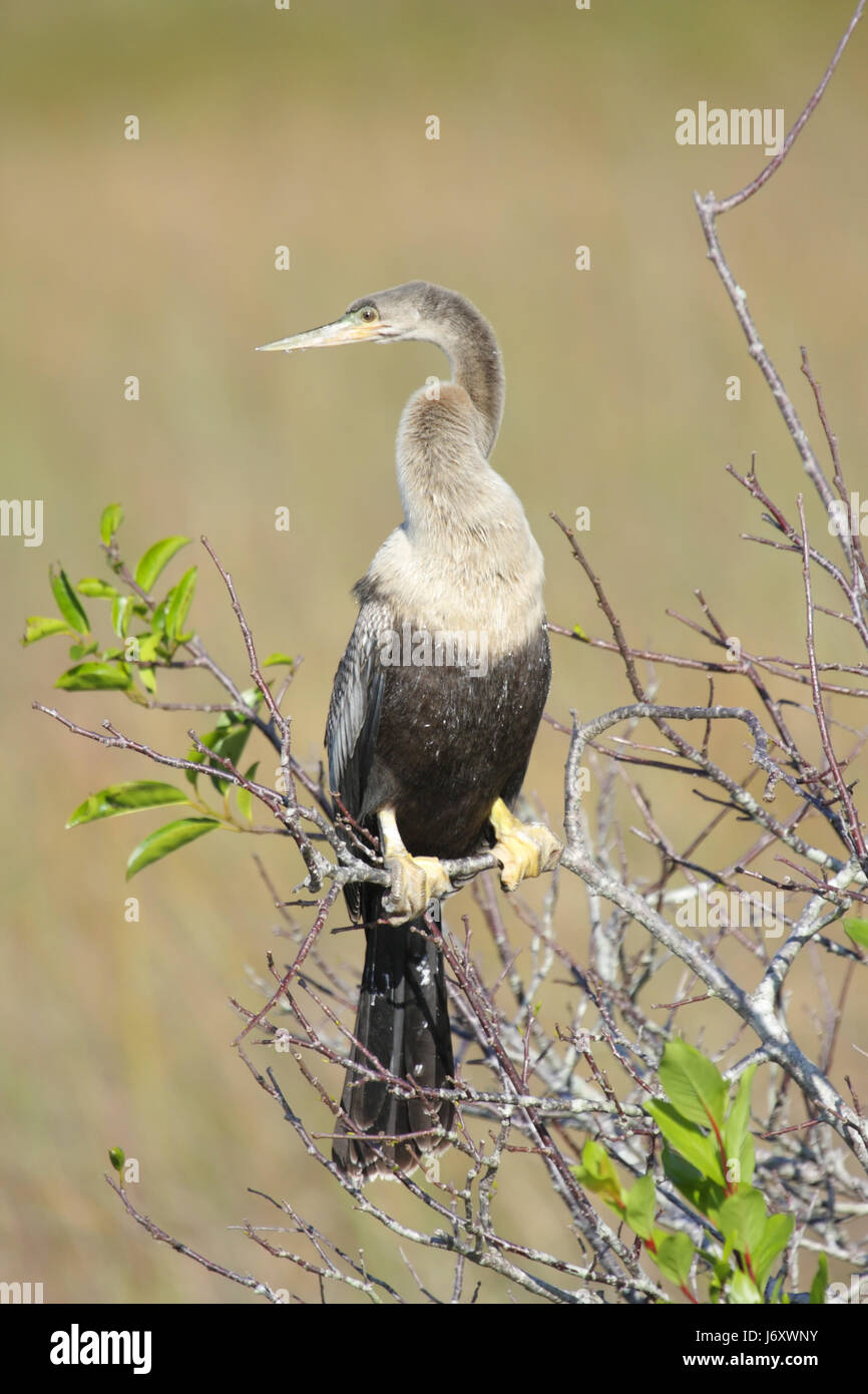 animal bird wild wildlife nature animal bird fauna wild swamp birds ...