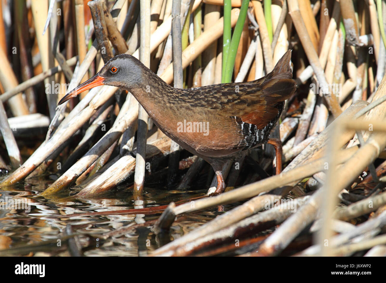 Rail birds hi-res stock photography and images - Alamy