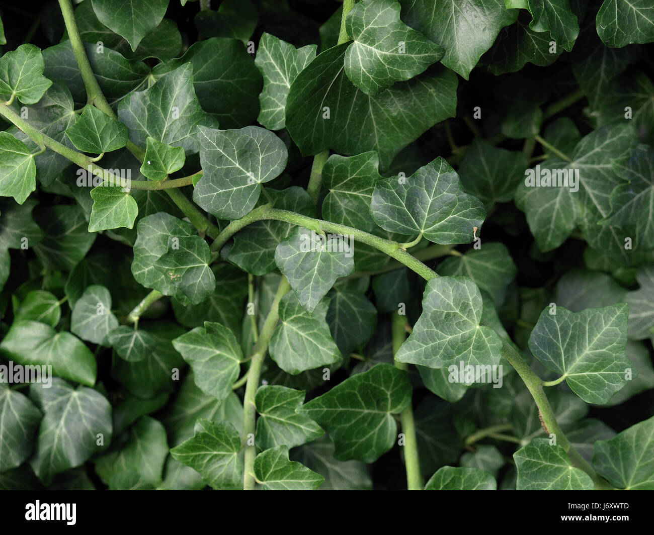 leaves evergreen rise climb climbing ascend uphill tread clamber lawn ...