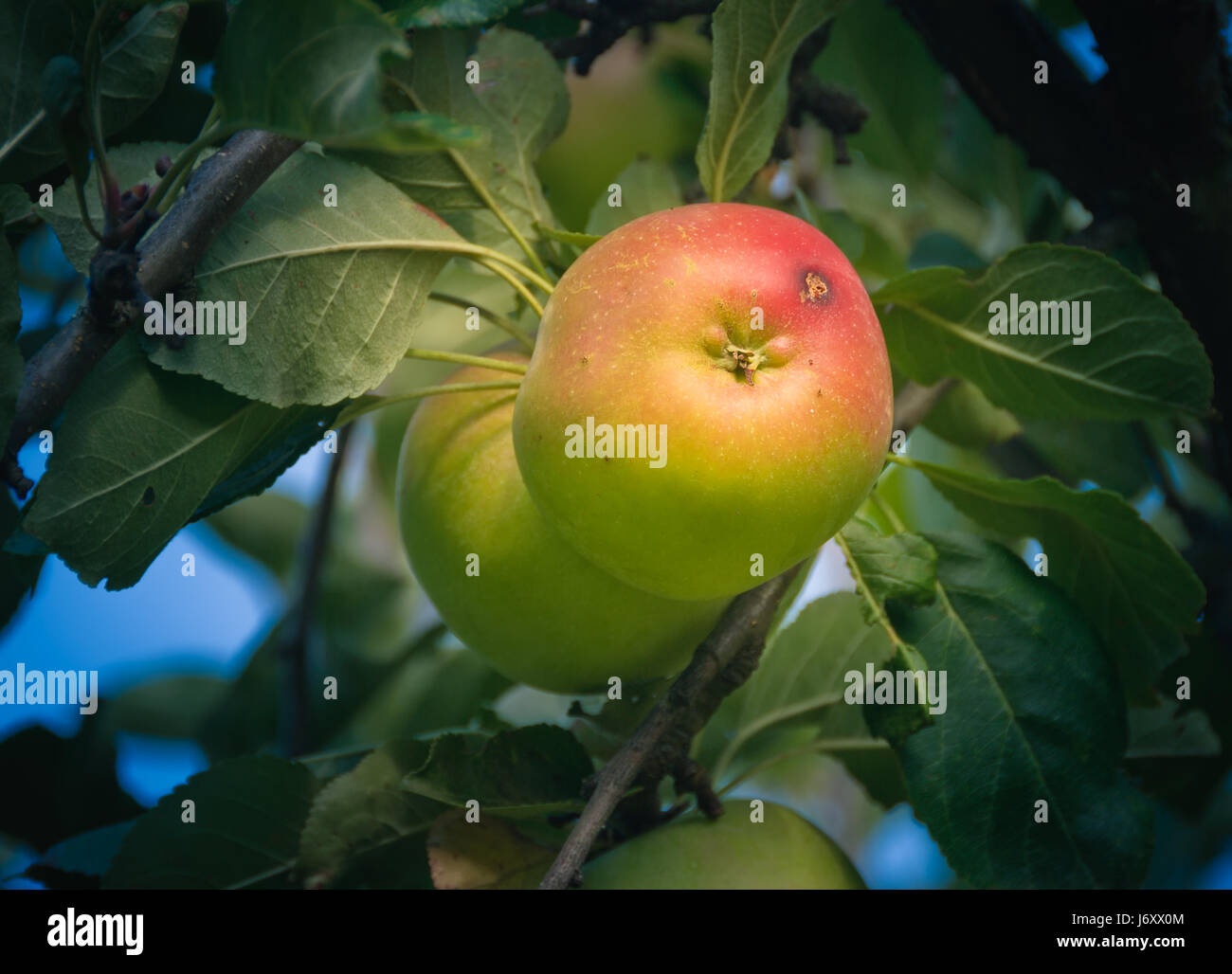 vitamins vitamines apple tree fruit juicy healthy food aliment leaf ...