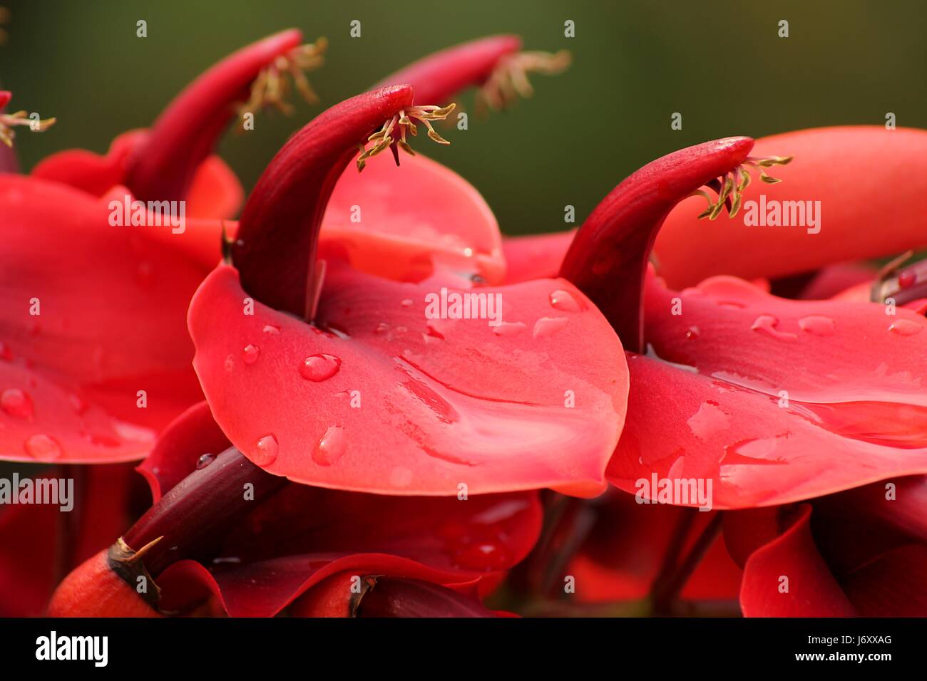 coral tree erythrina crista galli Stock Photo - Alamy