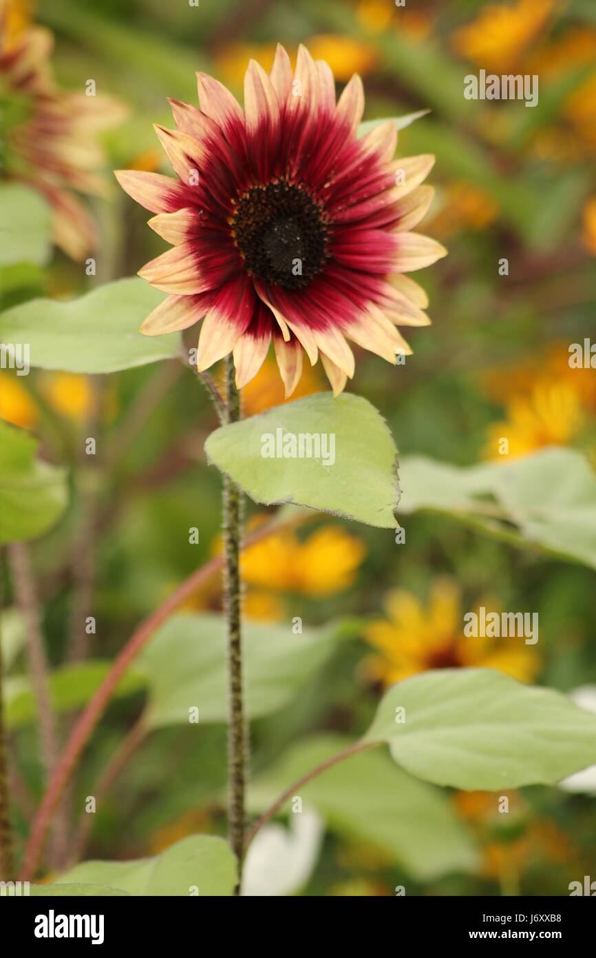 shine shines bright lucent light serene luminous flower plant bloom ...