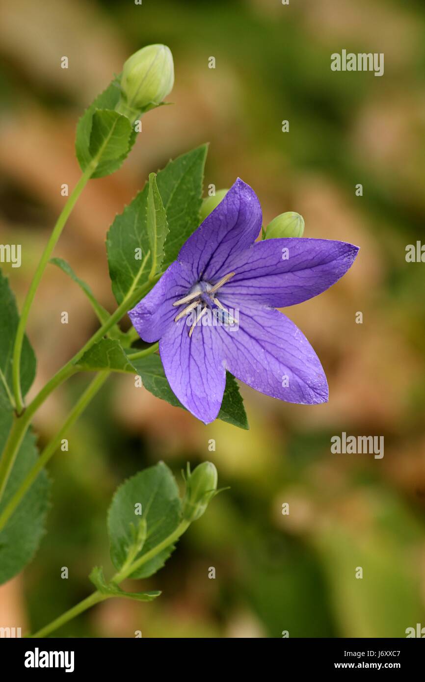 Platycodon root hi-res stock photography and images - Alamy