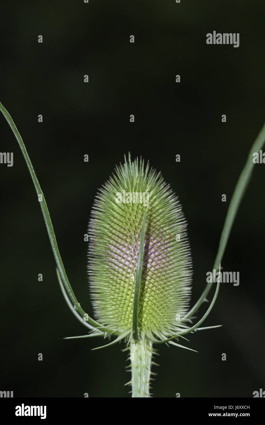 teasel prickly forest macro close-up macro admission close up view ...