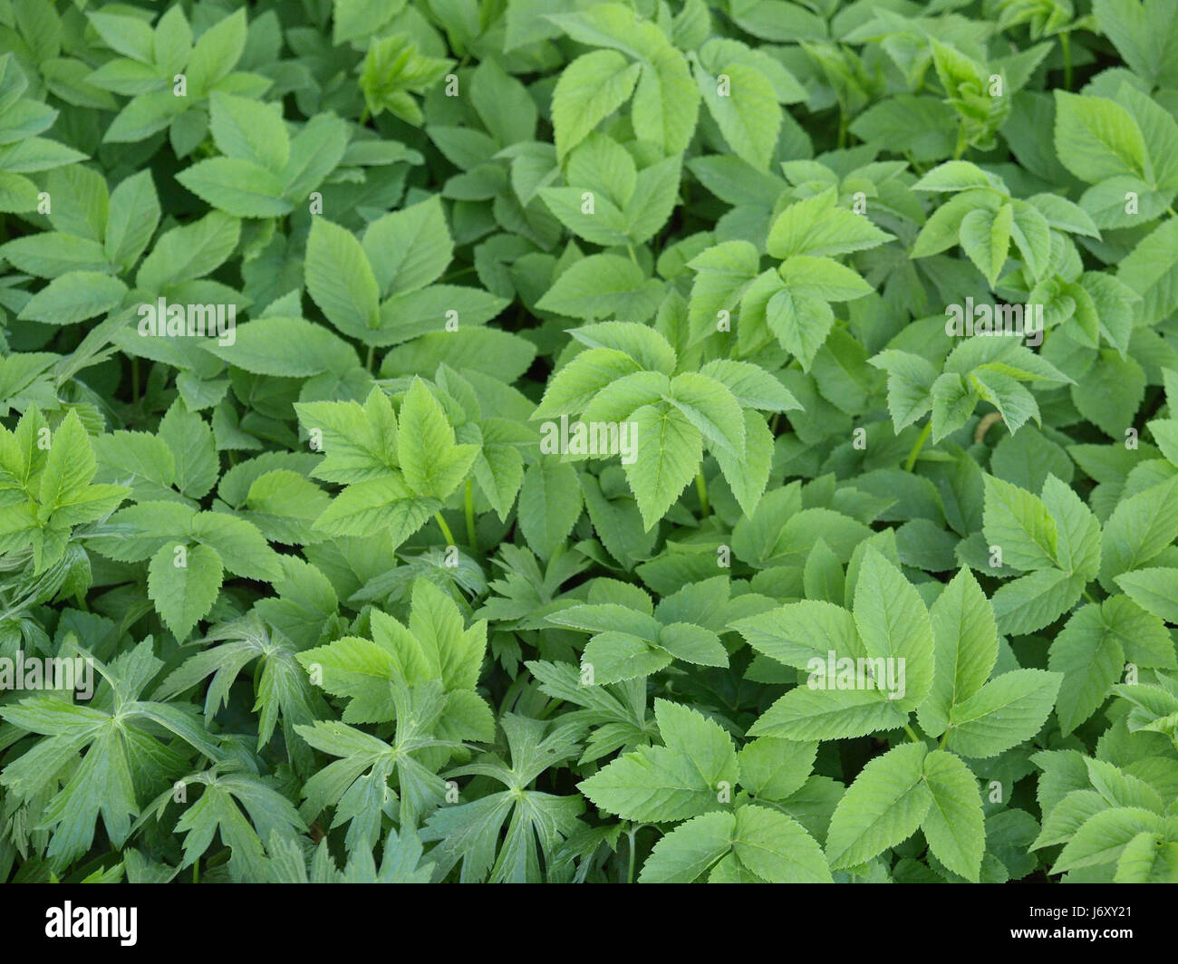 leaves material drug anaesthetic addictive drug pattern lawn green ...