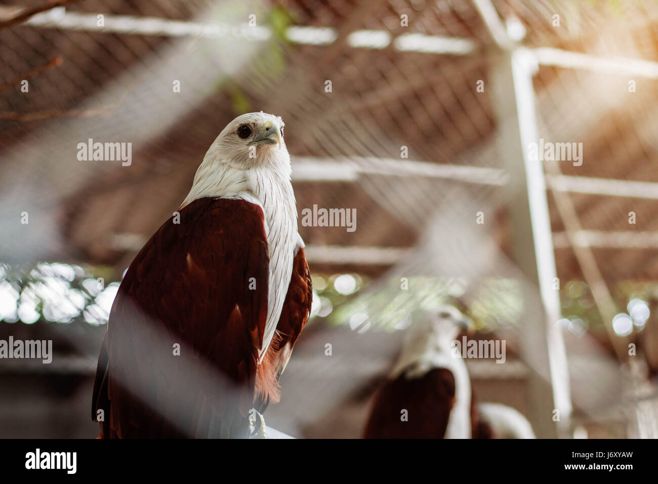 Falcon in the cage of the Thailand zoo Stock Photo - Alamy