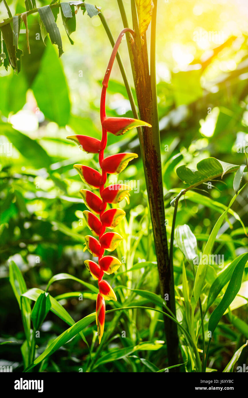 Red wildflowers in tropical forests Stock Photo - Alamy
