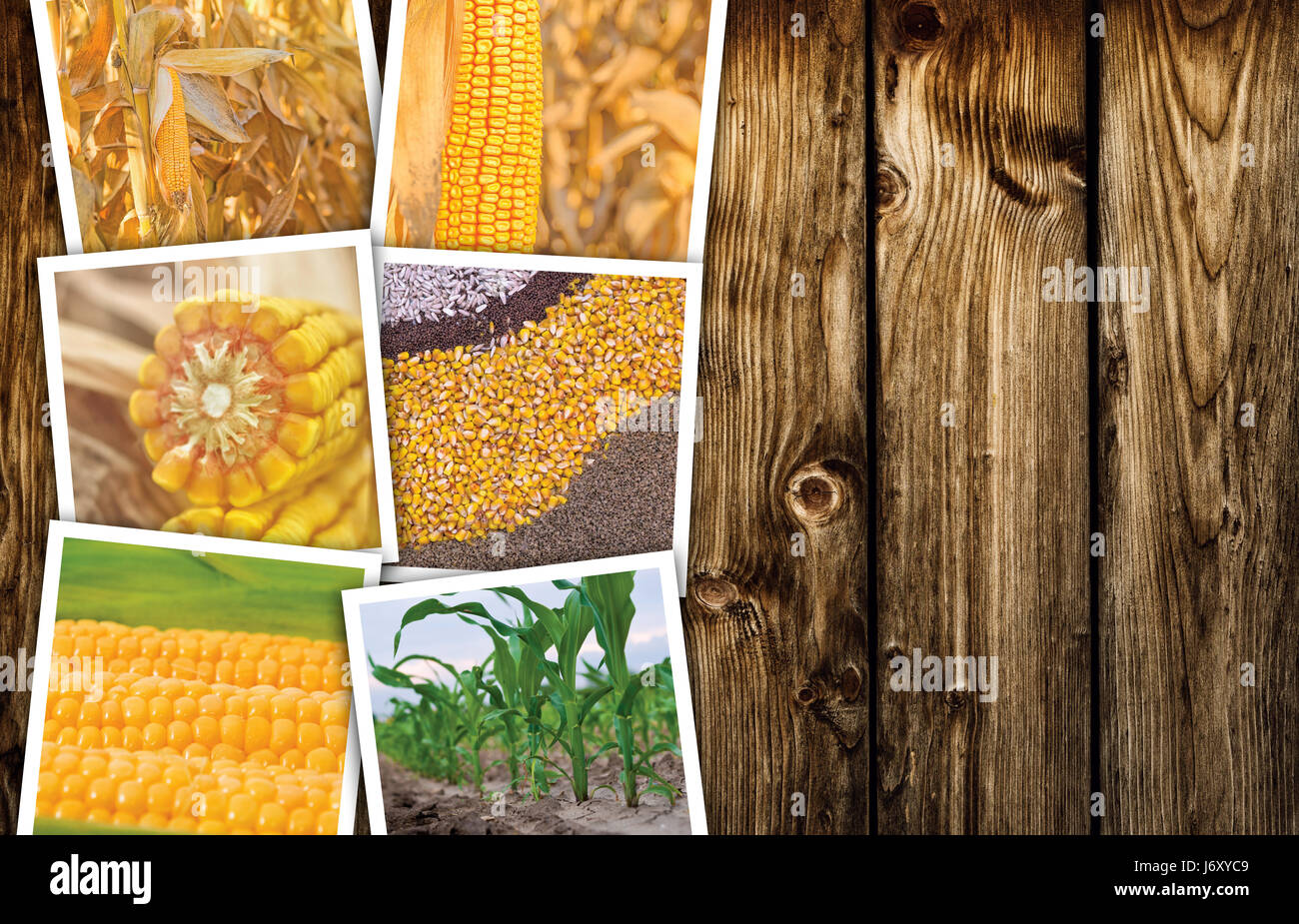 Corn in agriculture, photo collage with copy space Stock Photo - Alamy