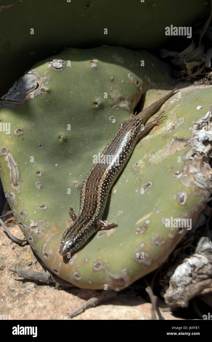 Gecko basking in sun on prickly pear in Malta Stock Photo - Alamy