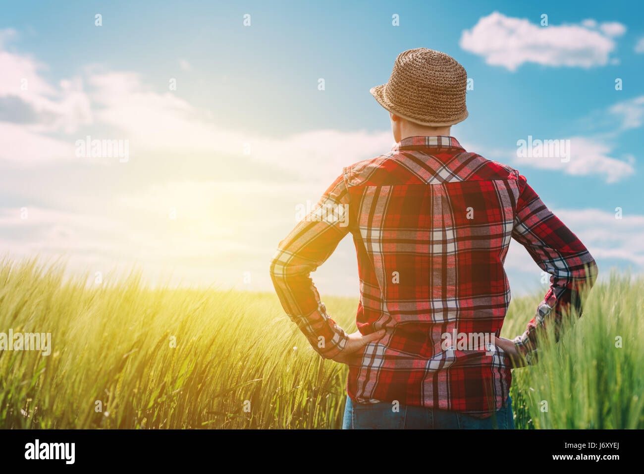 Female farmer looking at the sun on the horizon over cultivated wheat ...