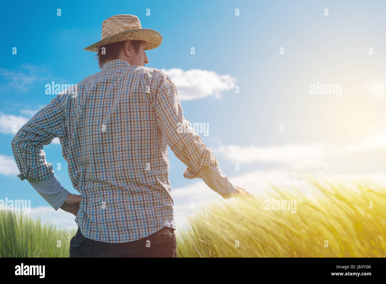 Farmer looking at the sun on the horizon over cultivated wheat crops ...